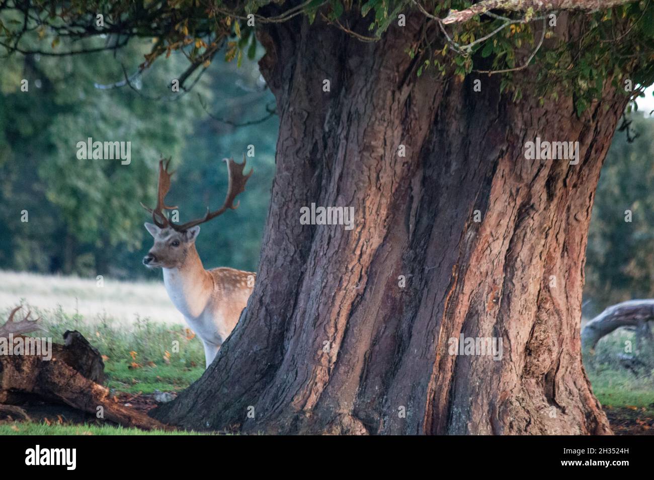 Deer looking out from behind a tree Stock Photo - Alamy