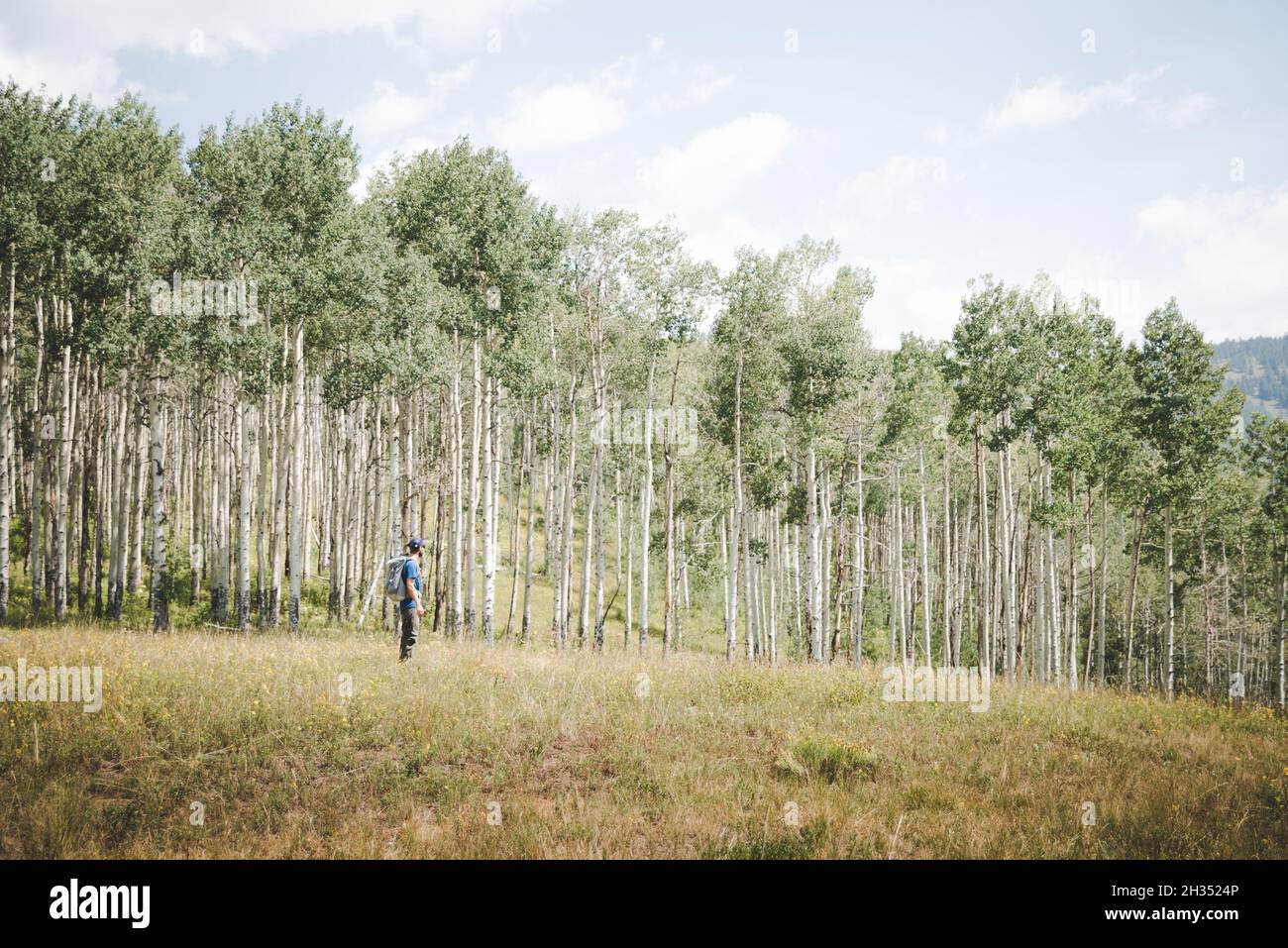 Man trees woods standing hi-res stock photography and images - Alamy