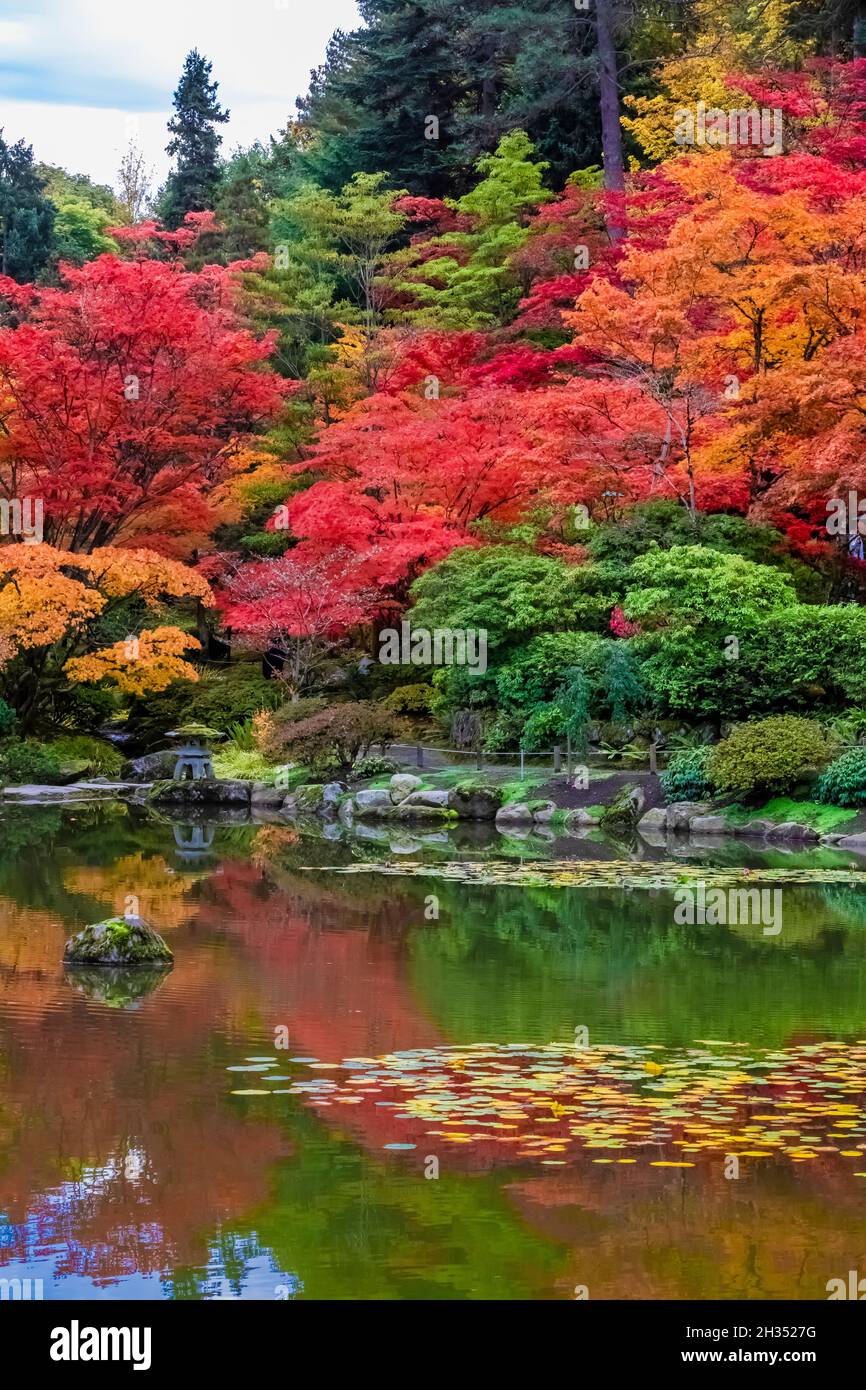 Lovely pond in Seattle Japanese Garden, Seattle, Washington State, USA ...