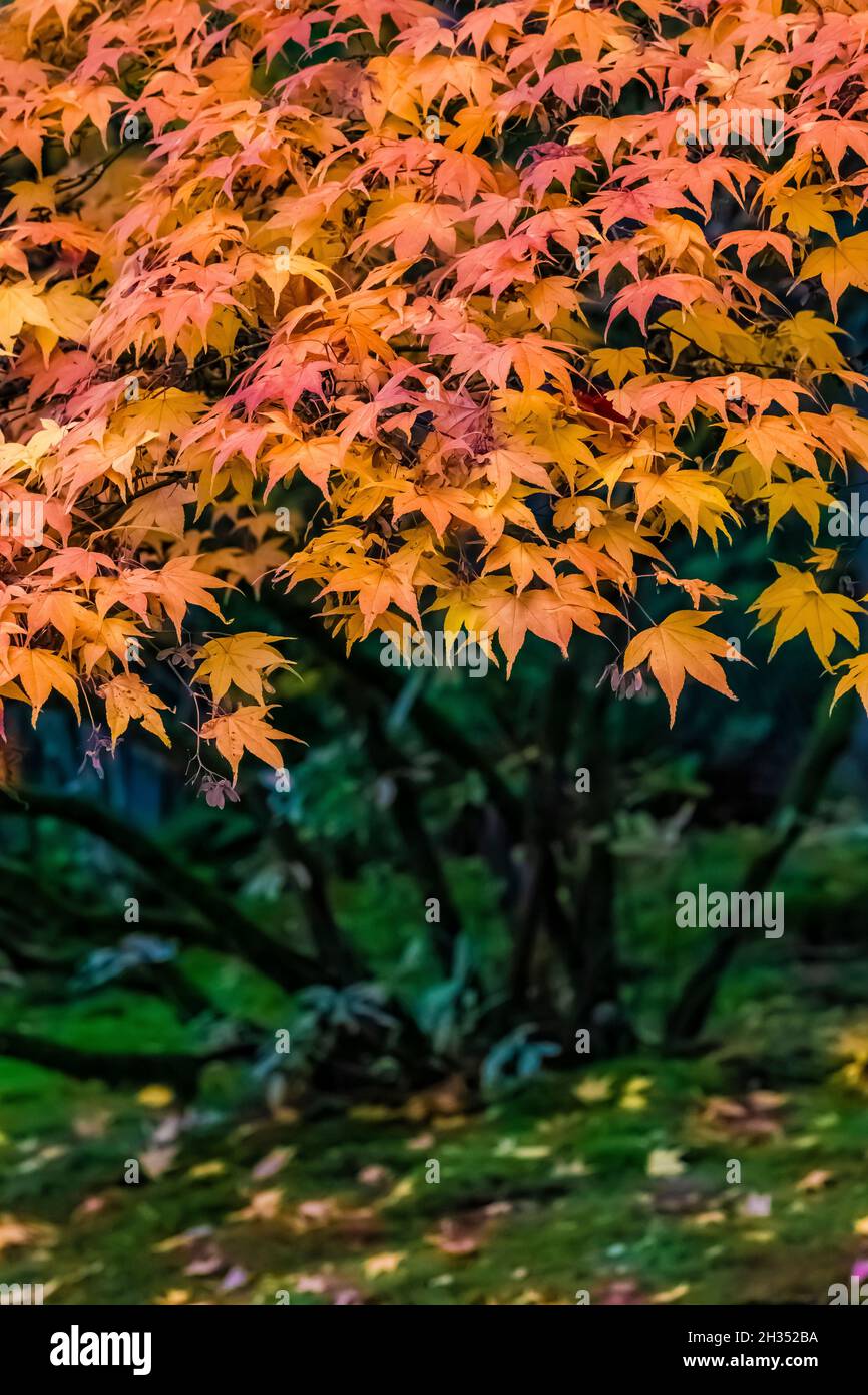 Japanese Maple, Acer palmatum, brilliant with autumn color in the ...