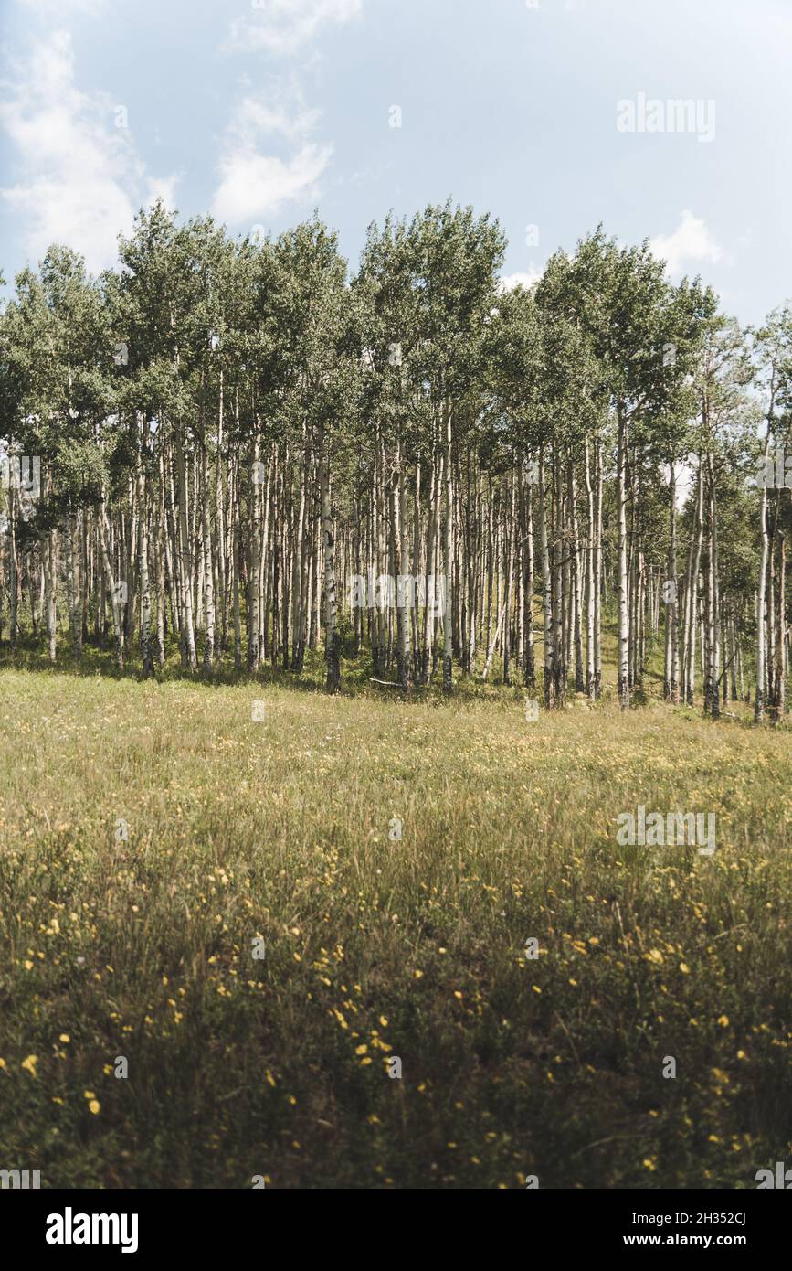 Aspen trees in a forest in Colorado Stock Photo - Alamy
