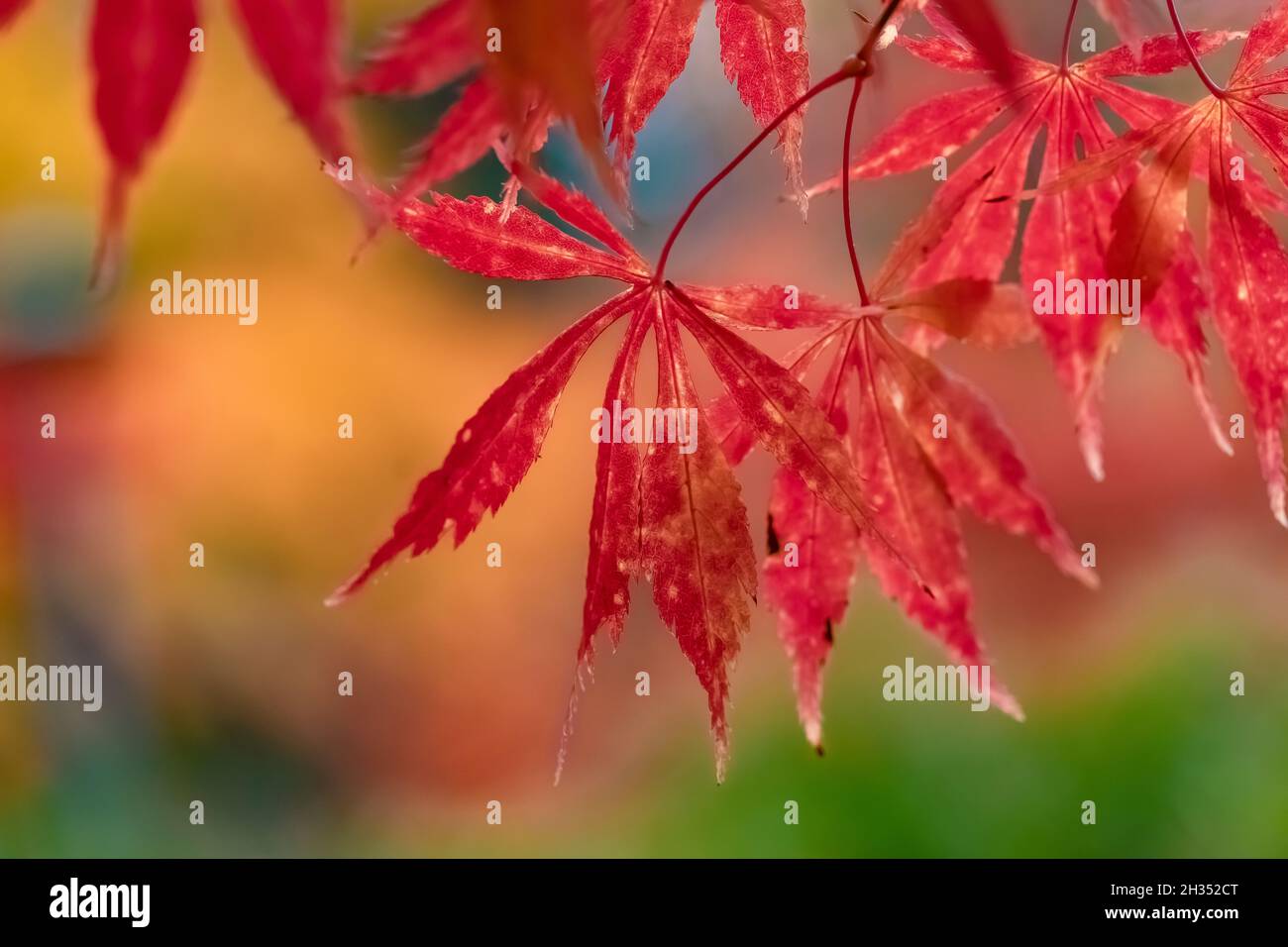 Japanese Maple, Acer palmatum, brilliant with autumn color in the ...