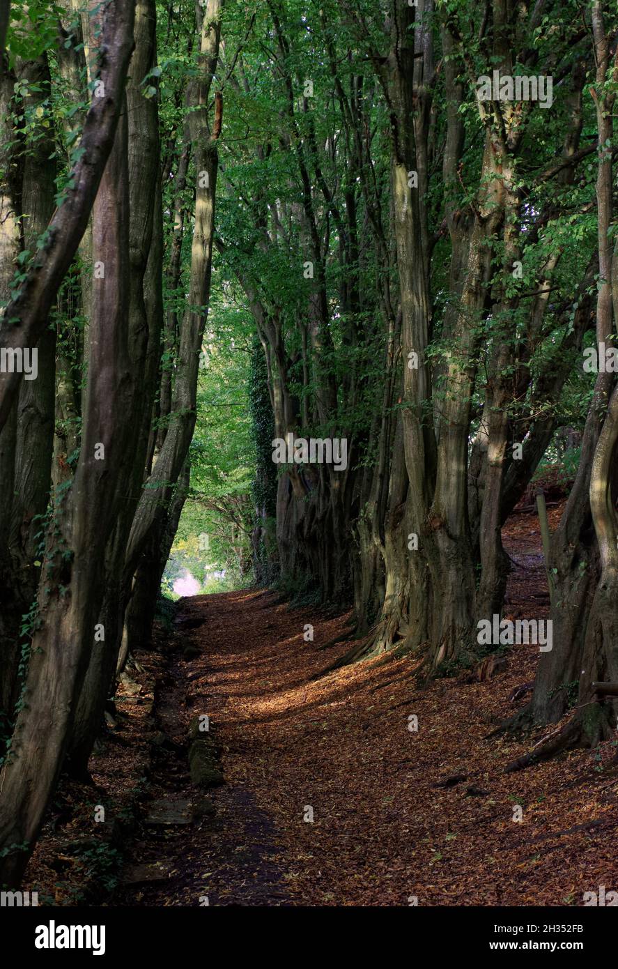 Englishcombe village hi-res stock photography and images - Alamy