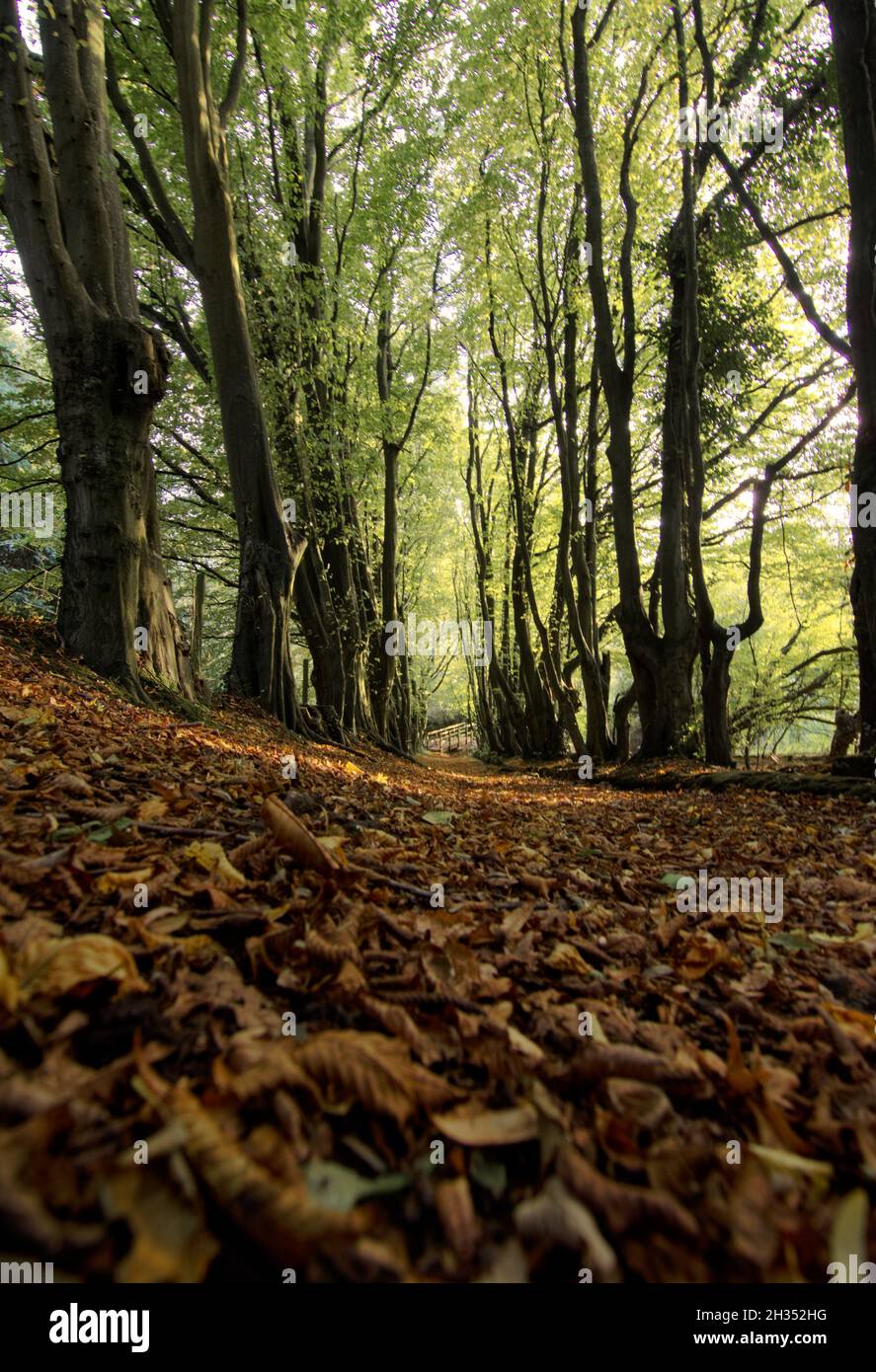 Englishcombe village hi-res stock photography and images - Alamy
