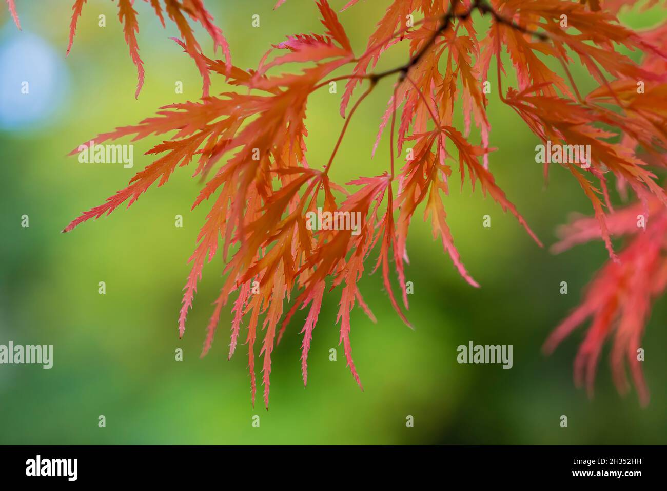 Japanese Maple, Acer palmatum, brilliant with autumn color in the ...