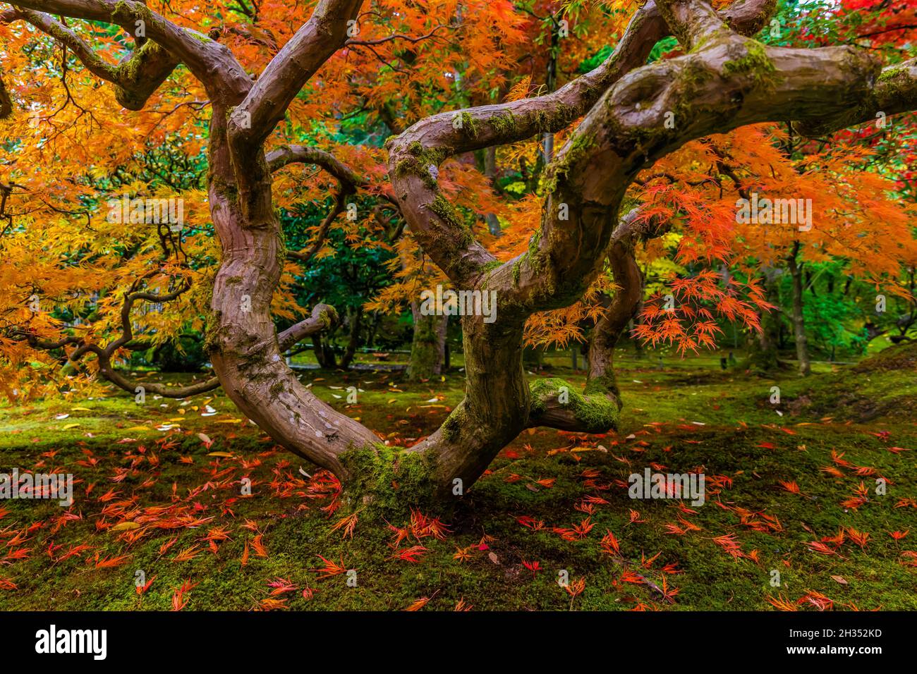 Japanese Maple, Acer palmatum, brilliant with autumn color in the ...