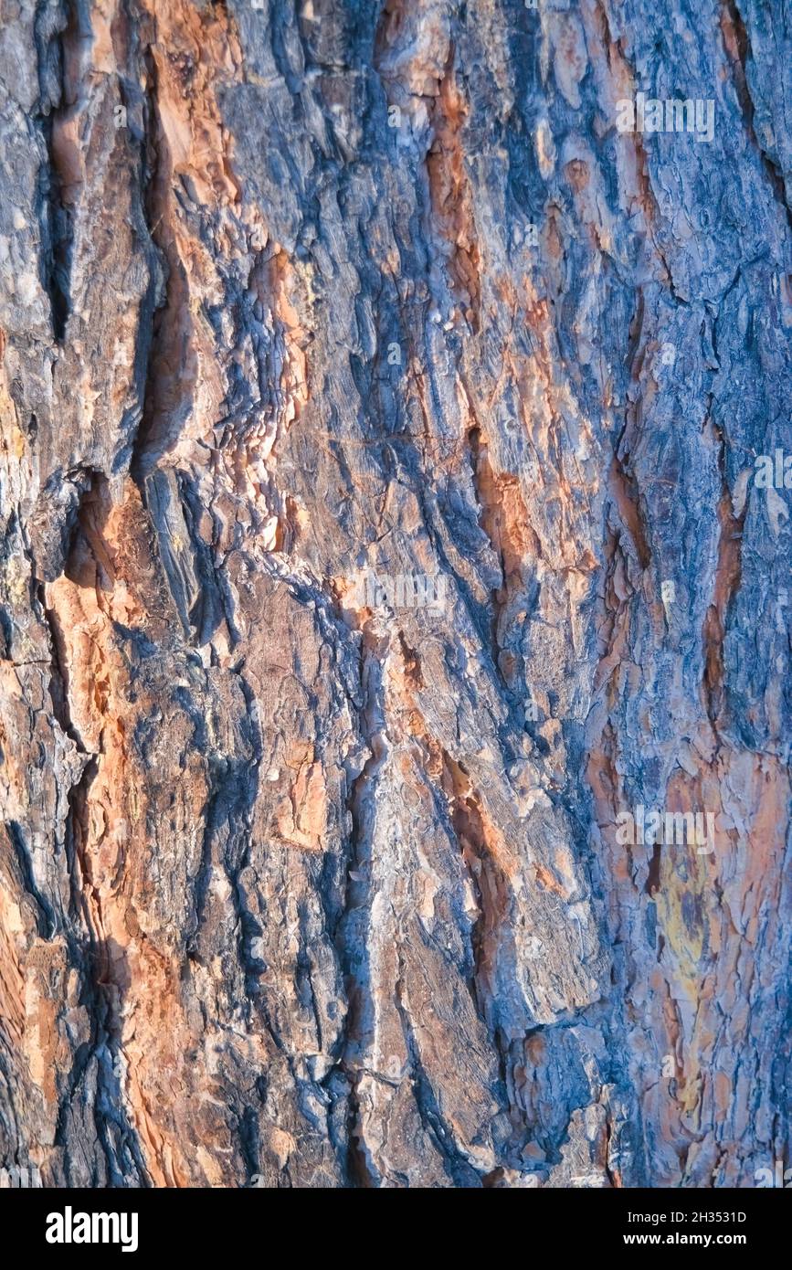 Natural structure of the bark of a pine tree. Highly detailed tree bark ...