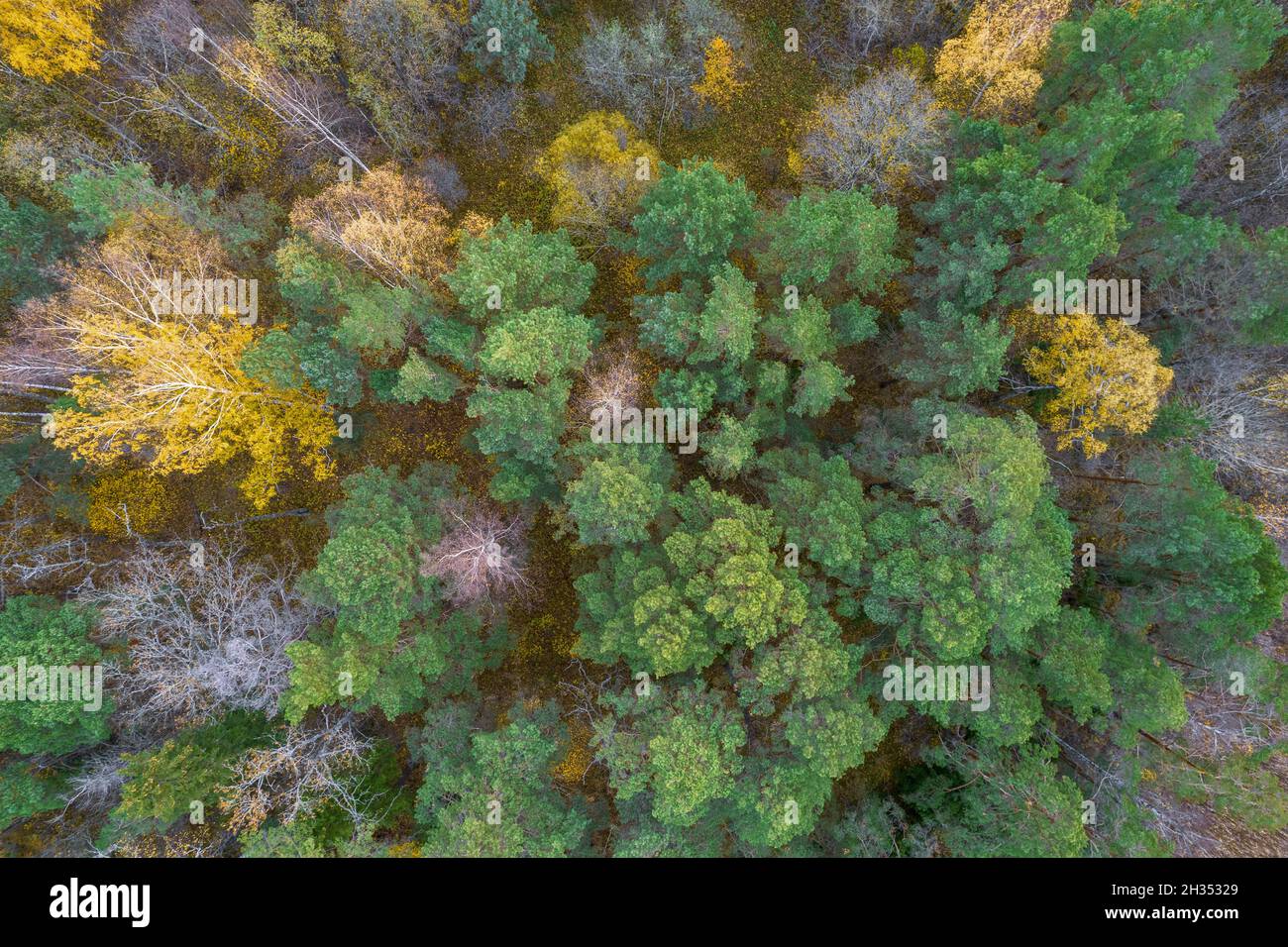 Directly above aerial drone full frame shot of green emerald pine ...