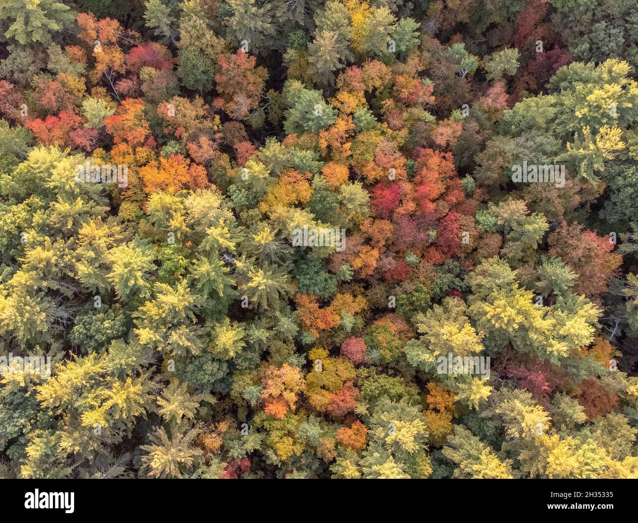 Steamy tropical forest hi-res stock photography and images - Alamy