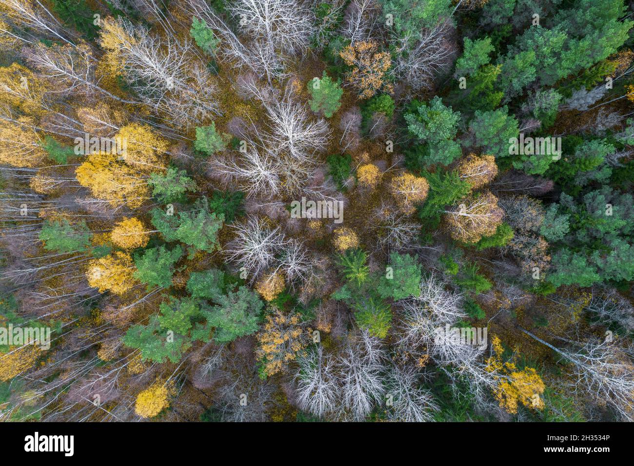 Directly above aerial drone full frame shot of green emerald pine ...