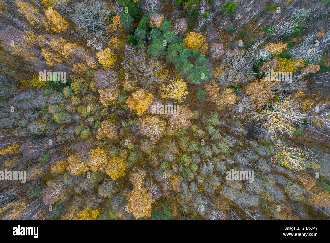 Directly above aerial drone full frame shot of green emerald pine ...