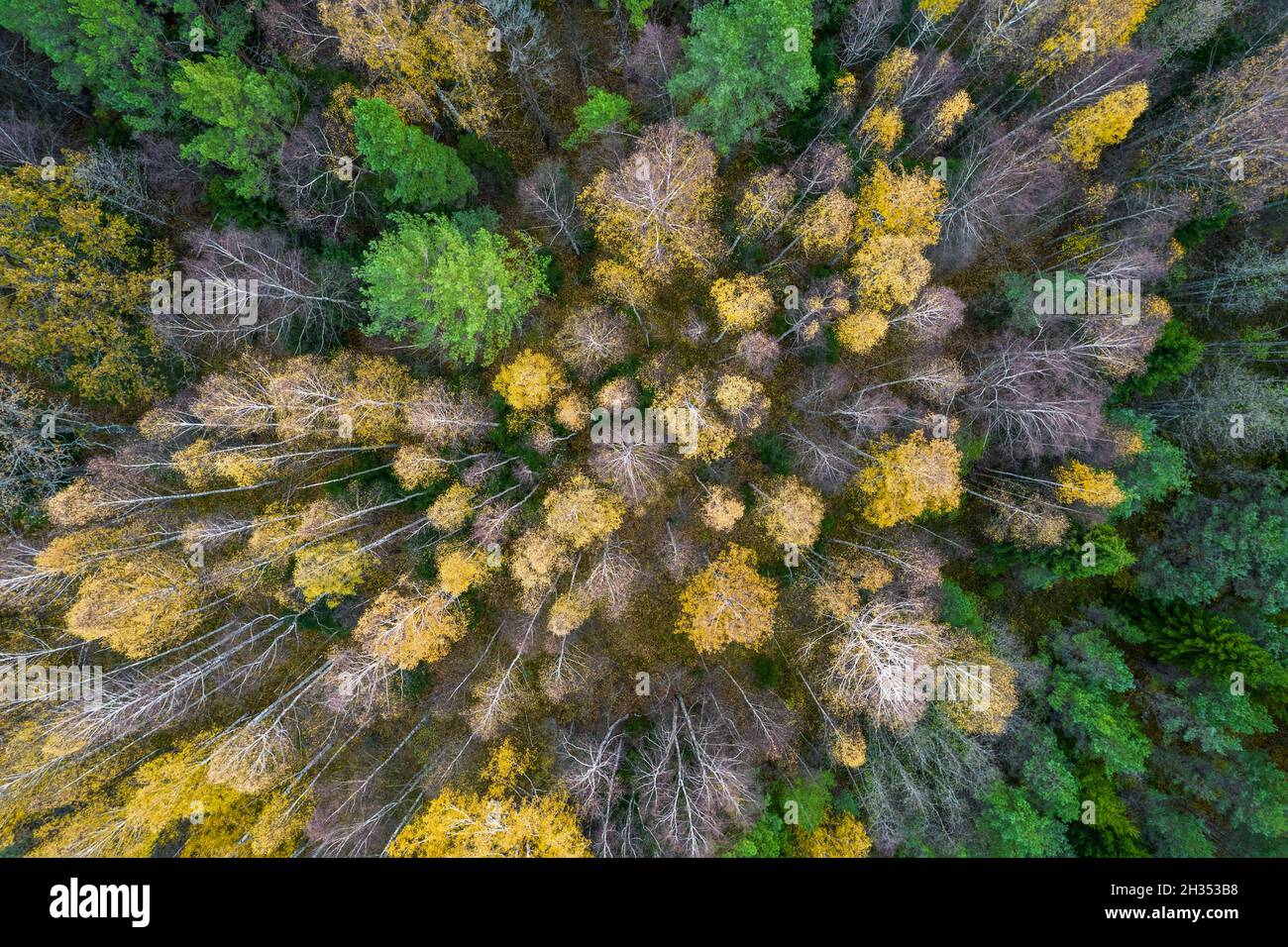 Directly above aerial drone full frame shot of green emerald pine ...