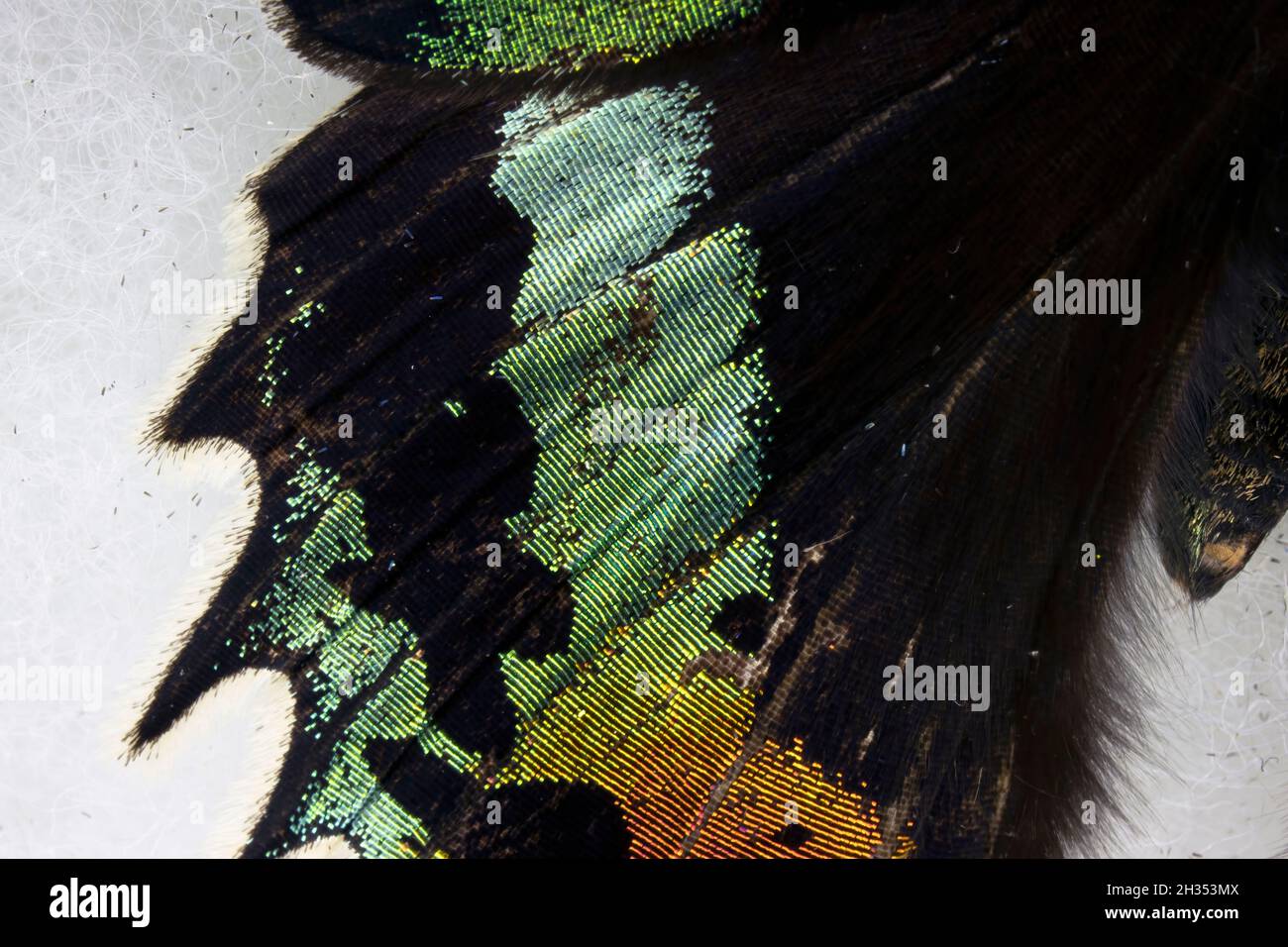 Madagascan Sunset Moth macro wing Stock Photo - Alamy