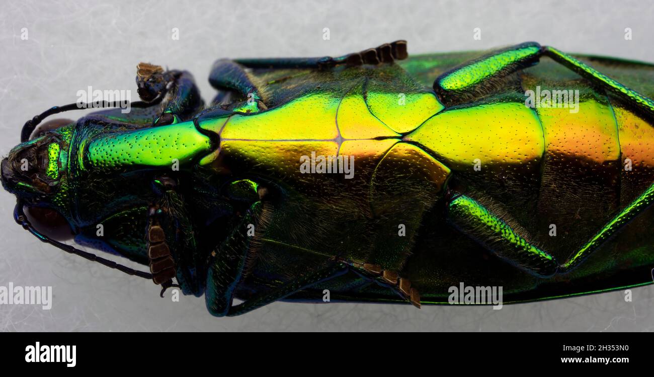 macro jade green jewel beetle on white background Stock Photo - Alamy