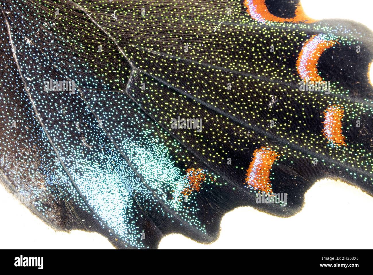 Macro of tail of Papilio bianor Common Peacock Butterfly Stock Photo ...