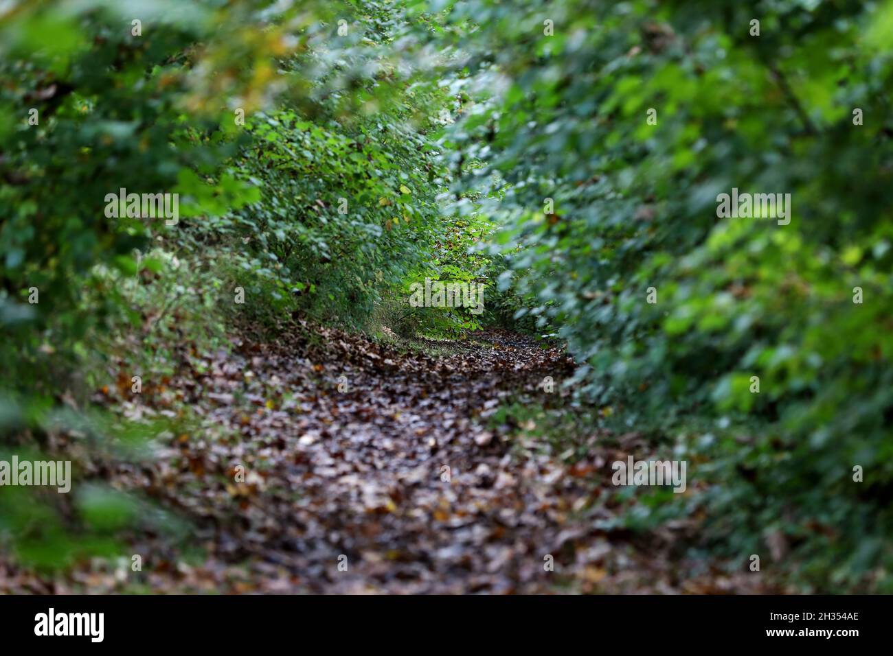 General views of the Weald & Downland Living Museum in Singleton ...