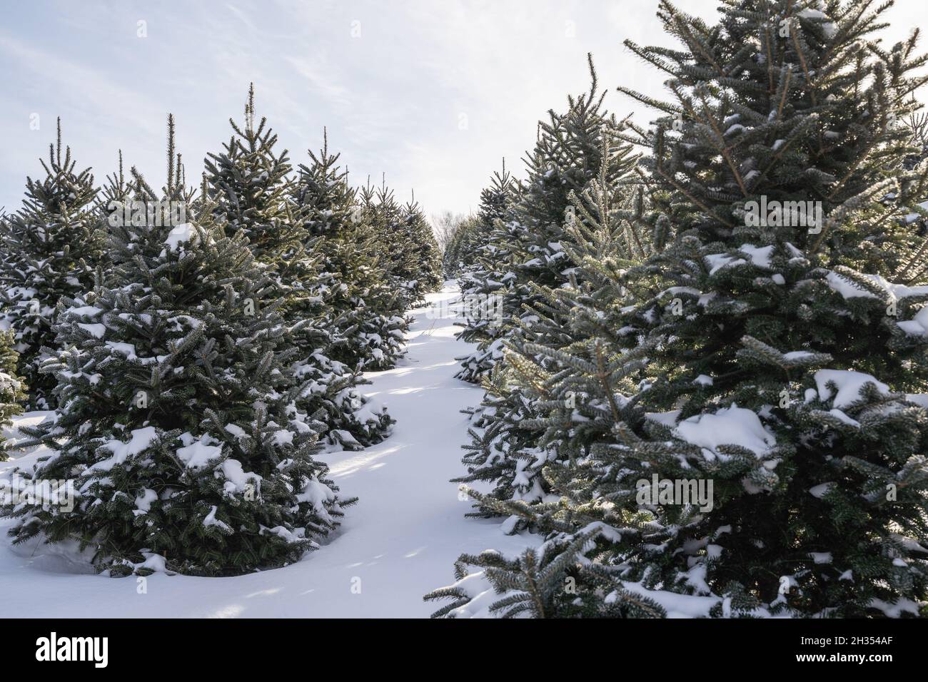 Snow covered trees at Christmas tree farm Stock Photo - Alamy