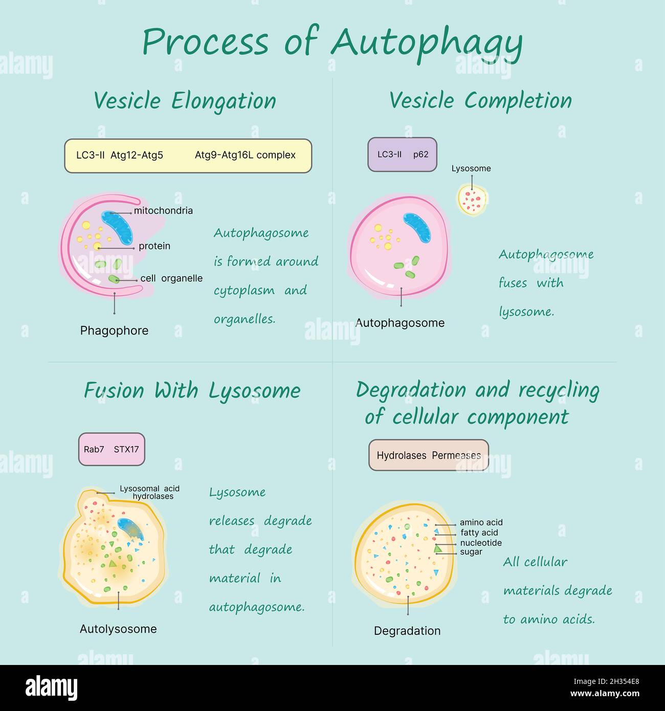 Process of Autophagy on blue background colorful illustration Stock ...