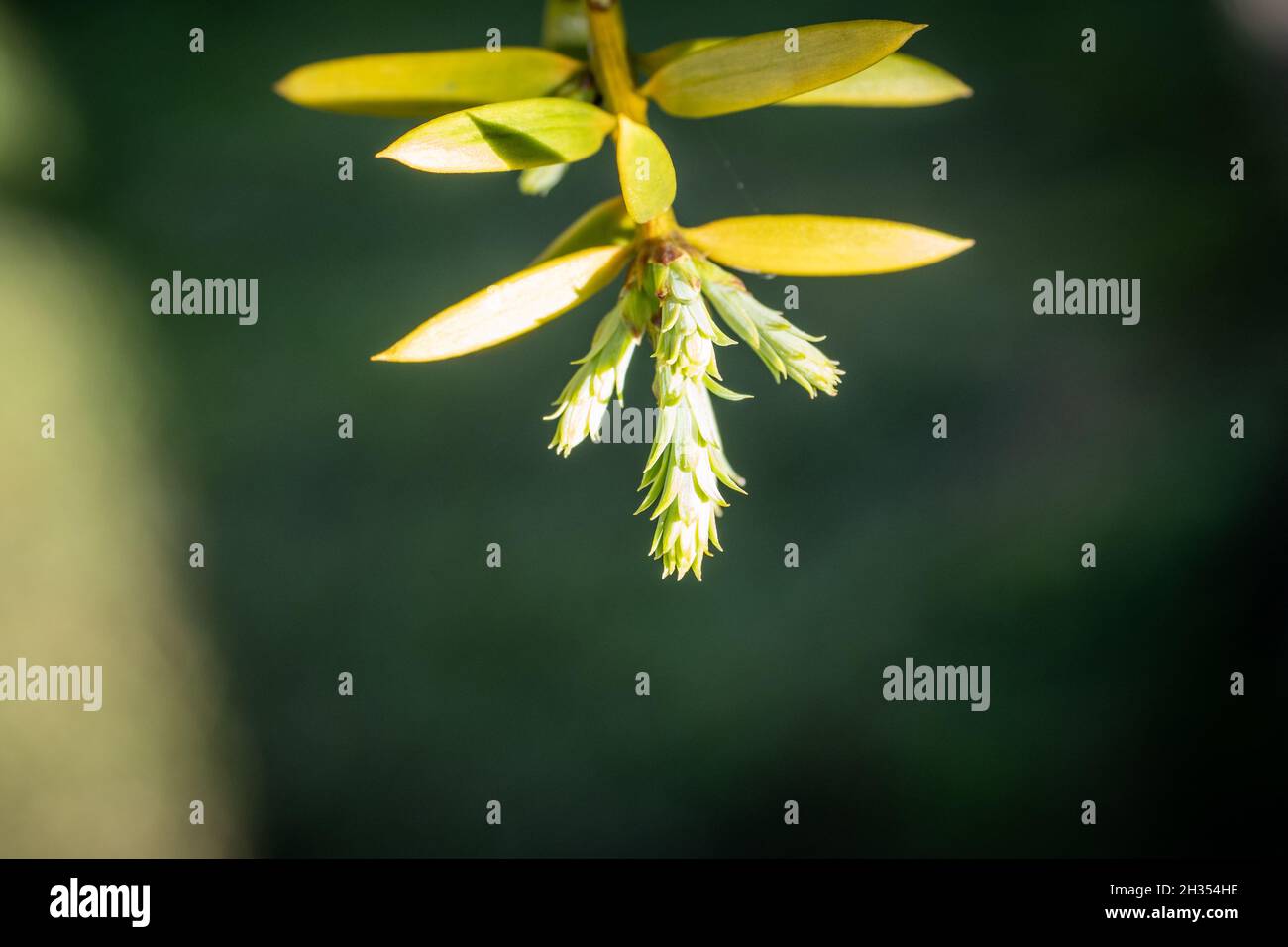 Podocarpus totara forest hi-res stock photography and images - Alamy
