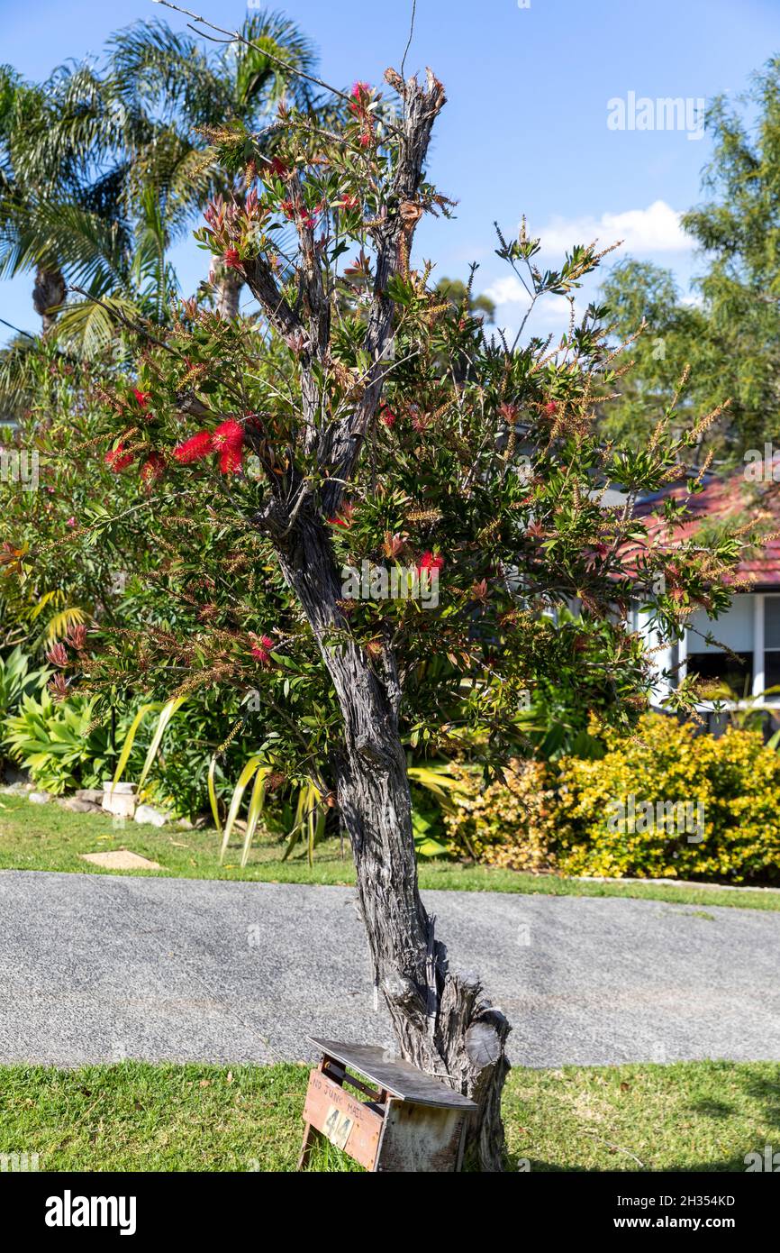 Callistemon viminalis, red flower weeping bottlebrush plant shrub in ...