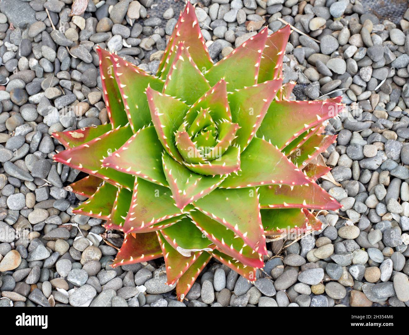 young Mitre Aloe (Aloe perfoliata) plant Stock Photo - Alamy