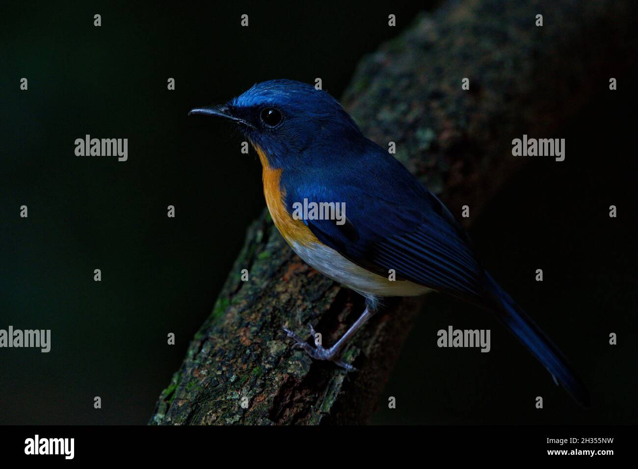 Blyth's paradise flycatcher hi-res stock photography and images - Alamy