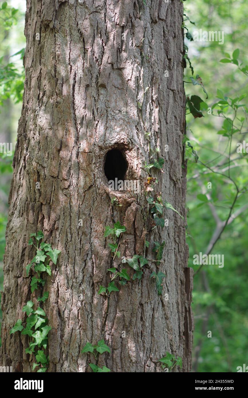 A vertical view of a tree with a small tree hole in it in the woods to ...
