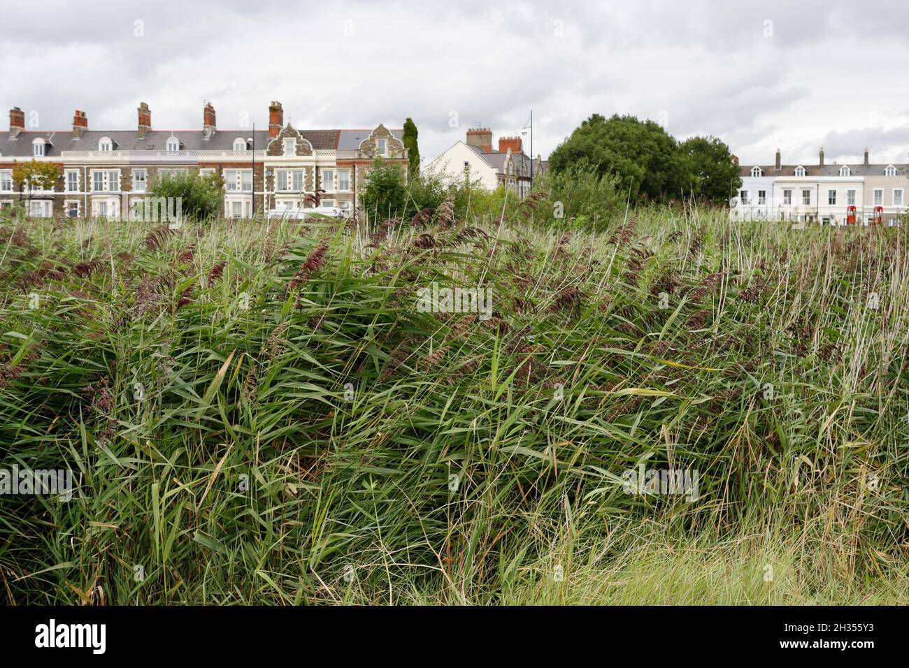 Cardiff bay wetland nature reserve hi-res stock photography and images ...