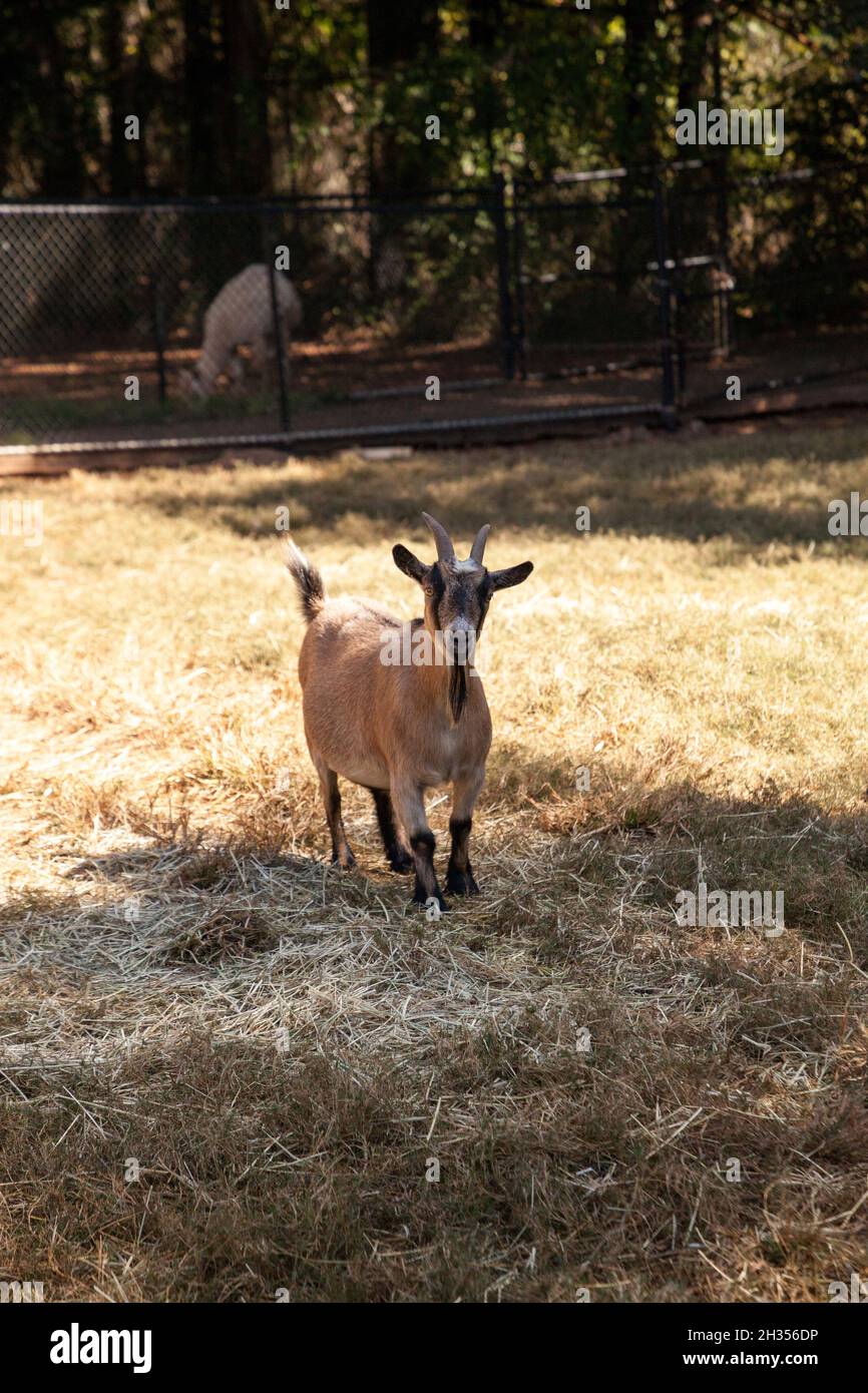 American pygmy goat hi-res stock photography and images - Alamy