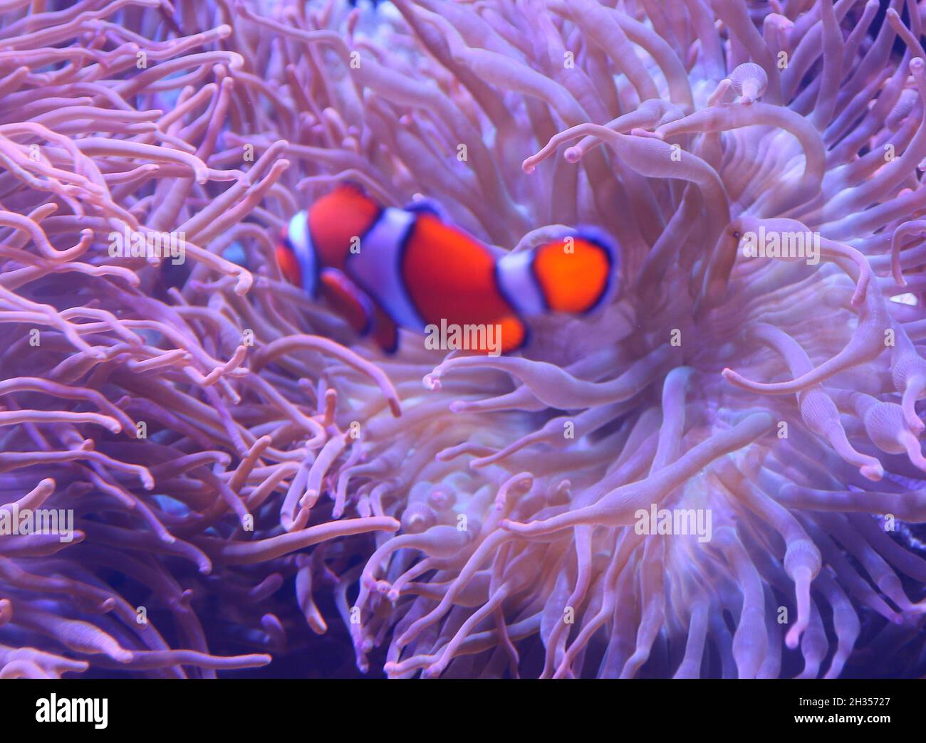 Cute little clownfish swimming among purple sea plants Stock Photo - Alamy