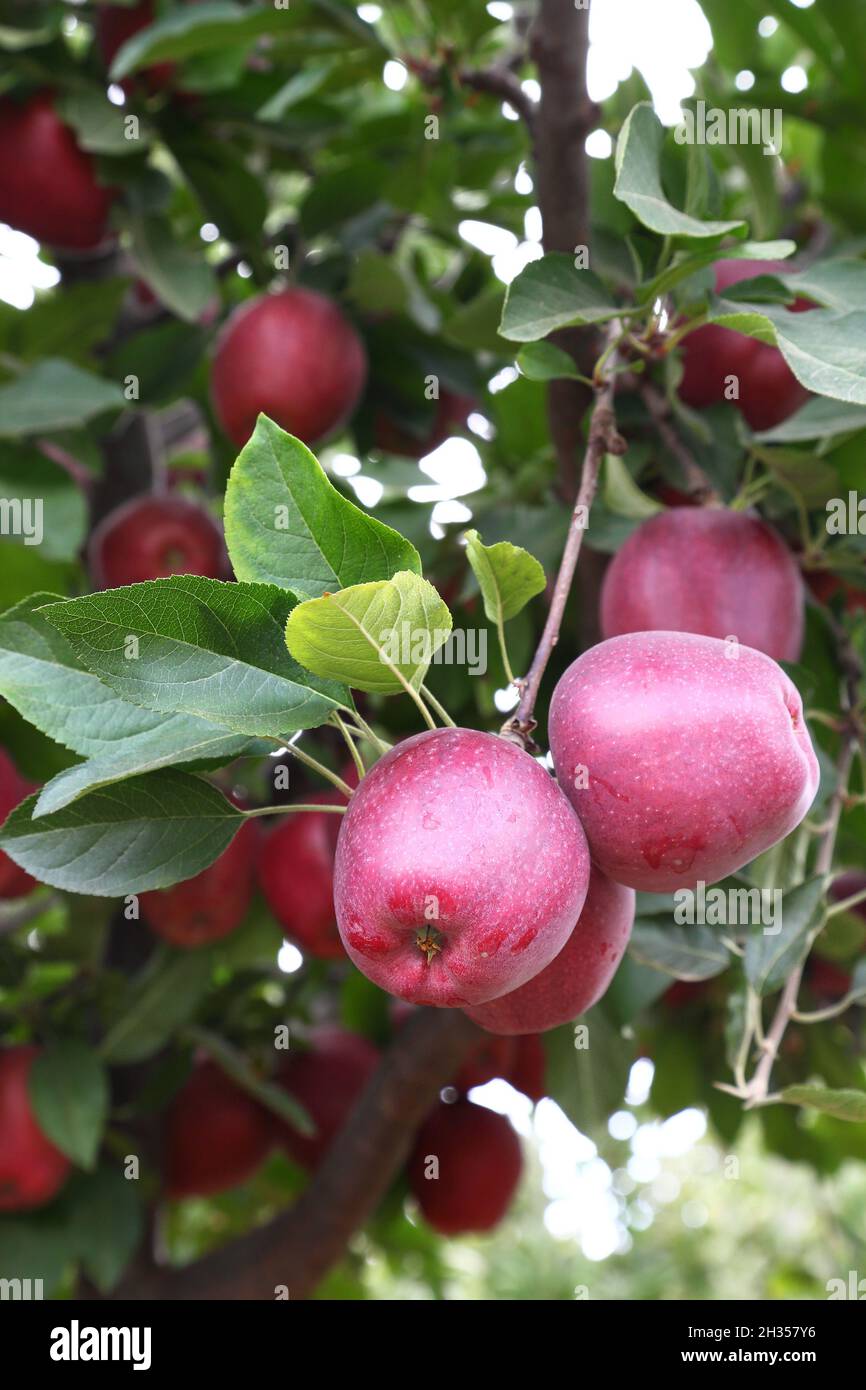 Growing on apple tree hi-res stock photography and images - Alamy