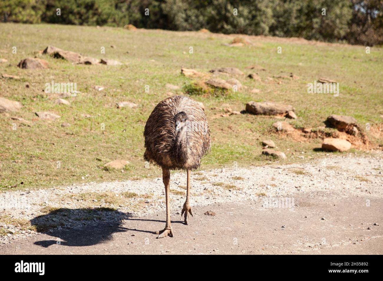 Emu bird Dromaius novaehollandiae is the second largest bird in the ...
