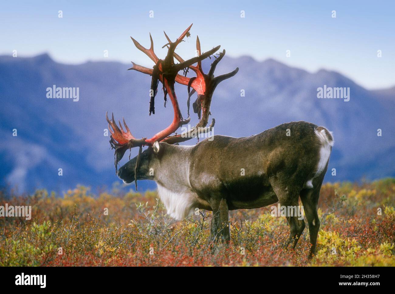 North America; United States; Alaska; Jade Mountains; Kobuk Valley ...