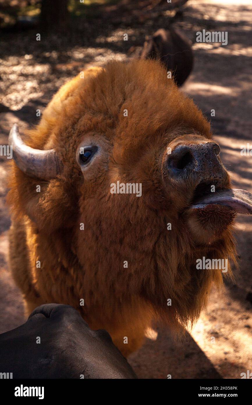 Albino bison hi-res stock photography and images - Alamy