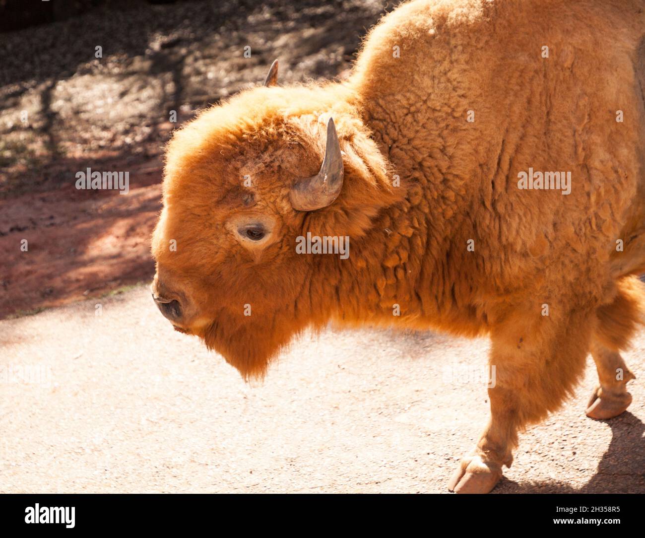 Albino bison hi-res stock photography and images - Alamy