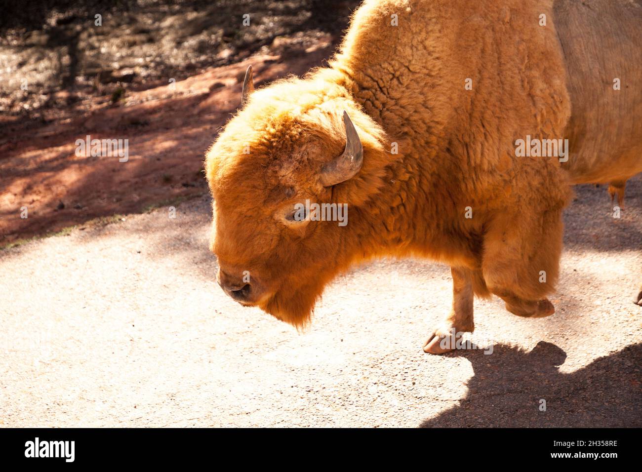 Albino bison hi-res stock photography and images - Alamy