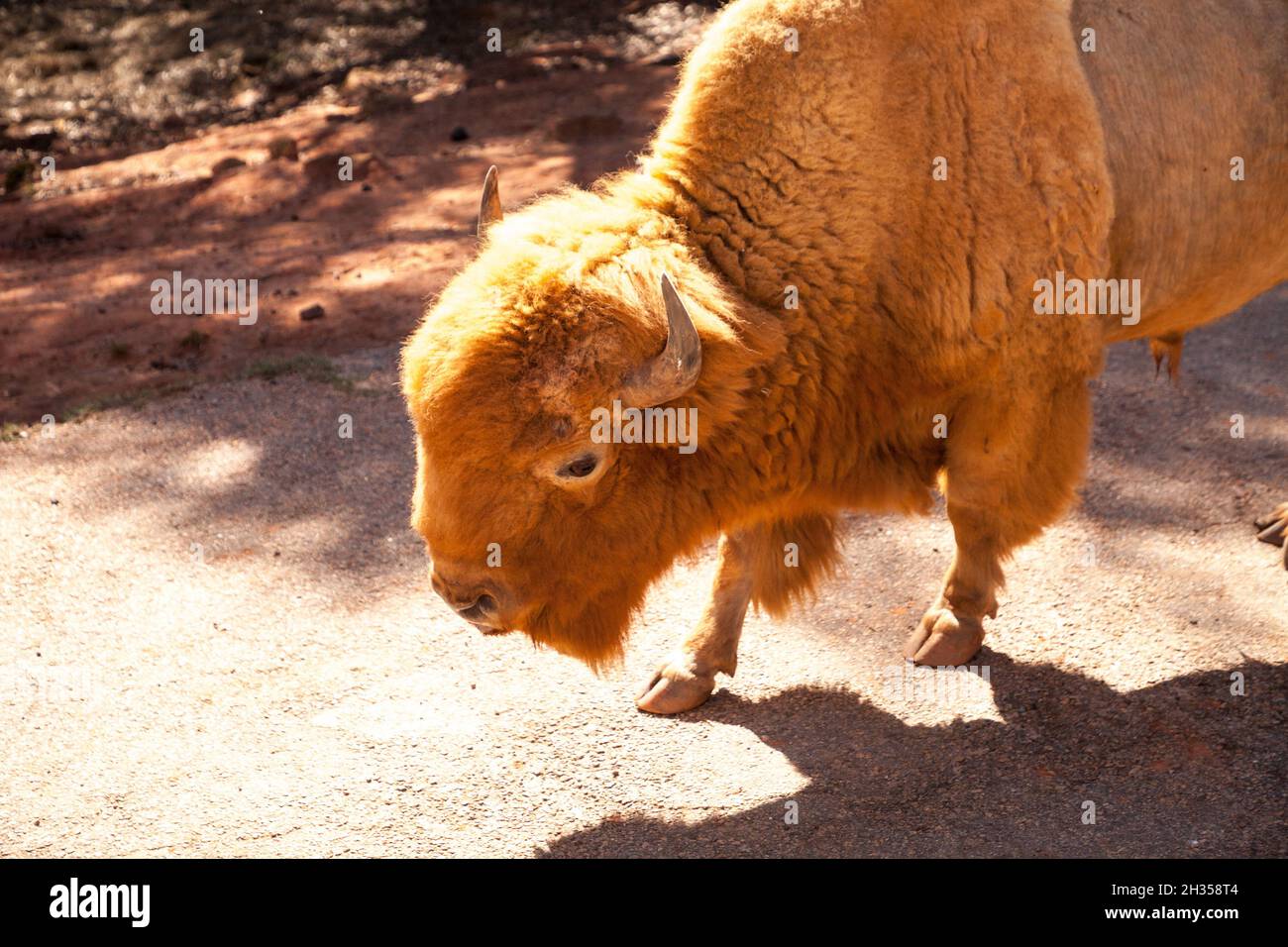 Albino bison hi-res stock photography and images - Alamy