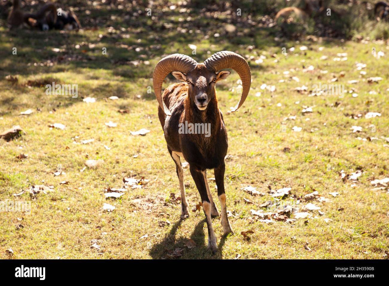 Rocky Mountain Bighorn sheep Ovis canadensis californiana with large ...