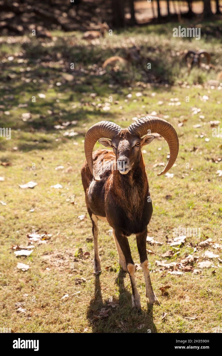 Rocky Mountain Bighorn sheep Ovis canadensis californiana with large ...