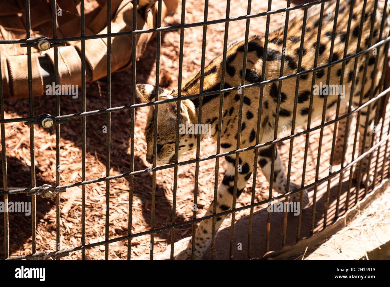 Captive serval cat Leptailurus serval paces in a cage Stock Photo - Alamy