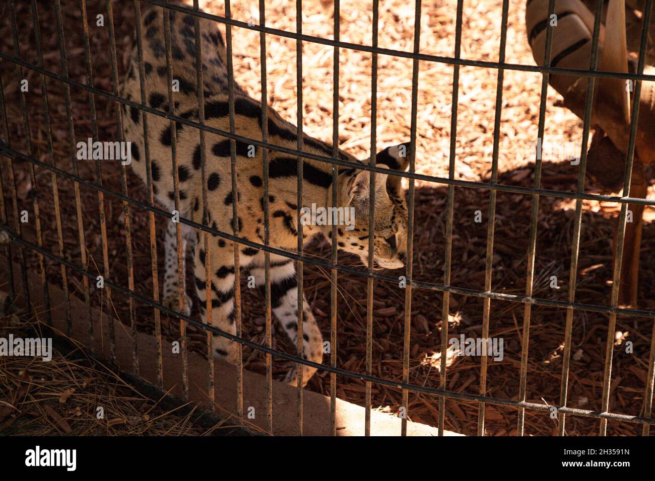 Captive serval cat Leptailurus serval paces in a cage Stock Photo - Alamy