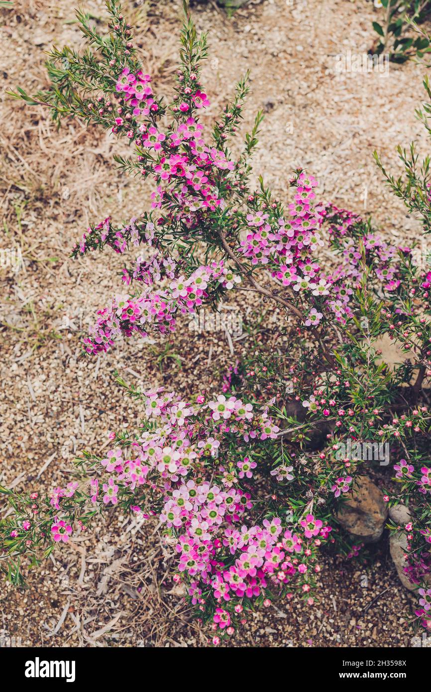 native Australian pink tea tree plant outdoor in beautiful tropical ...