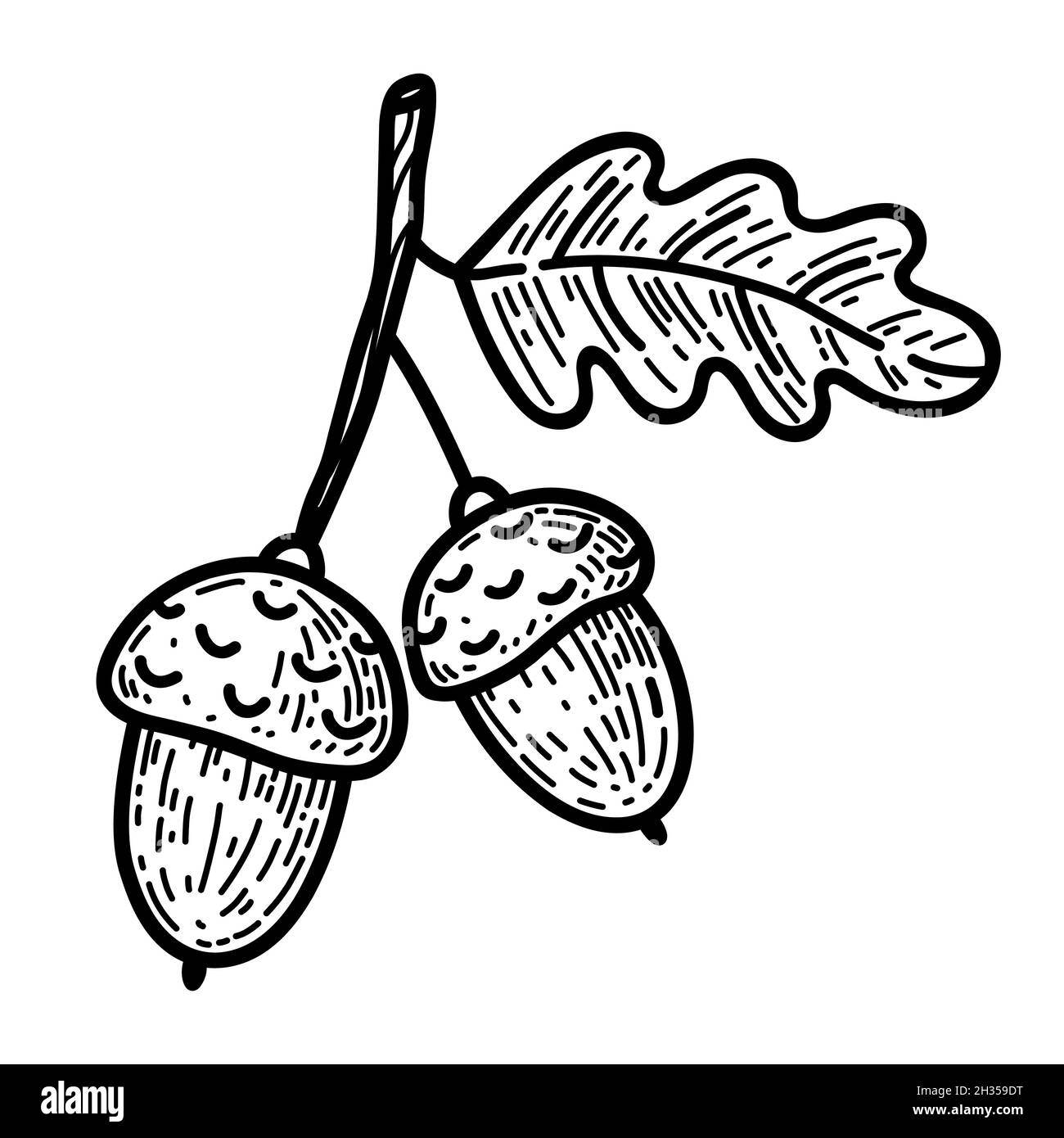 Oak Leaf Clipart Black And White