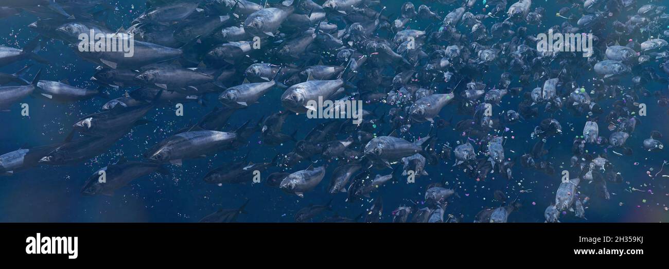 school of herrings threatened by plastic pollution, microplastic ...