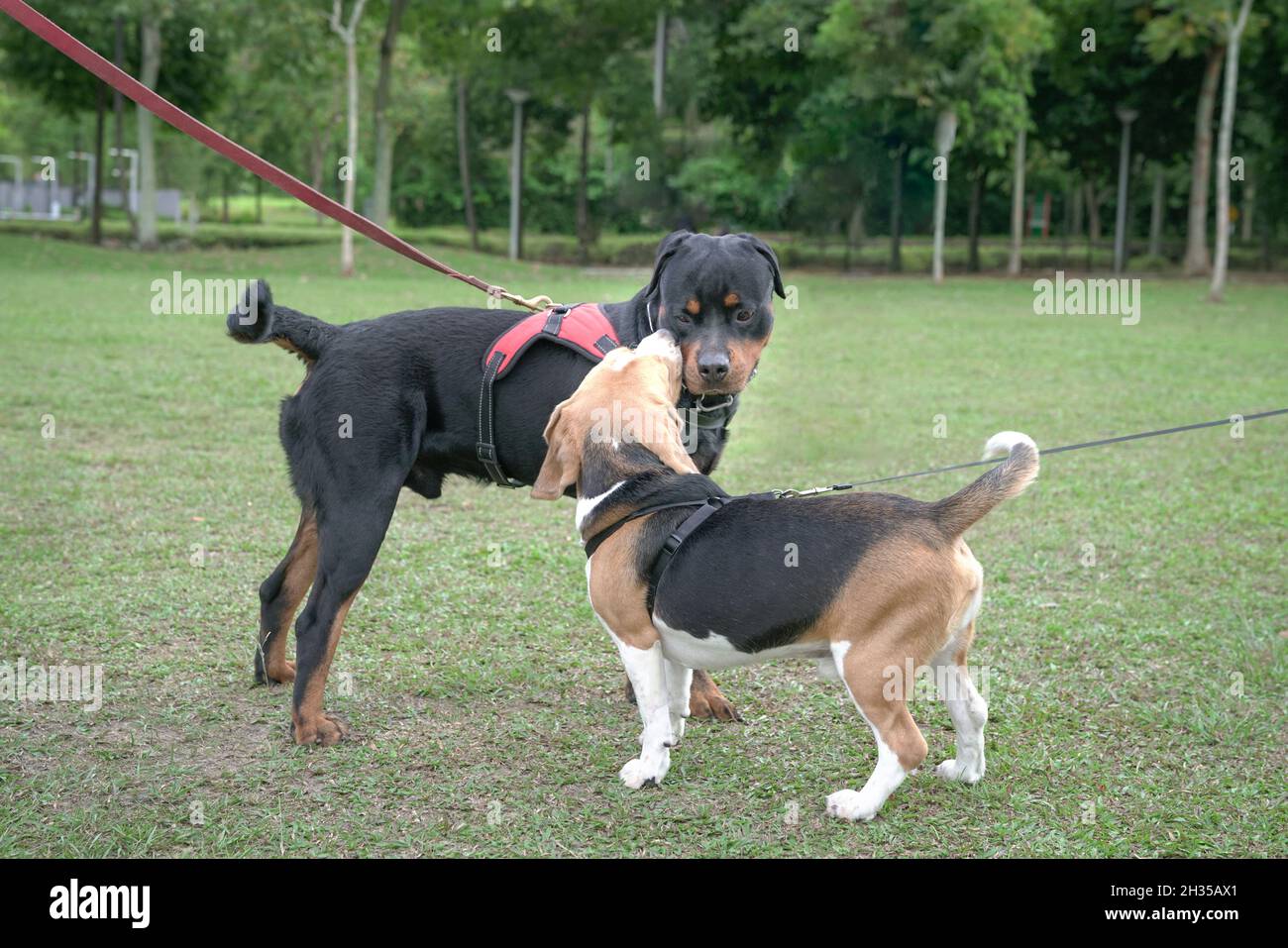 Dogs greeting each other hi-res stock photography and images - Alamy