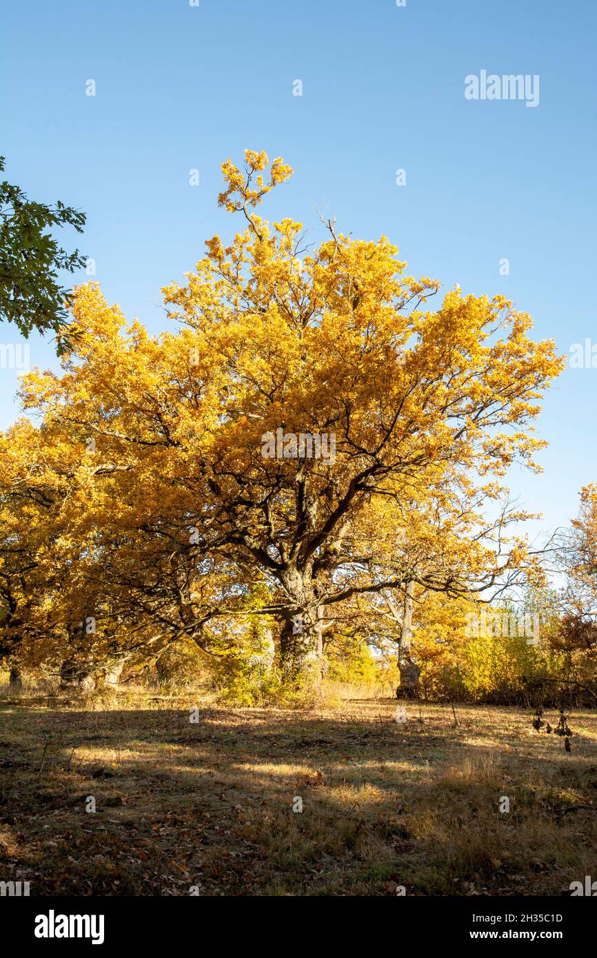 Ancient Oak tree (Quercus) in the autumn. Yellow leaves in the fall ...