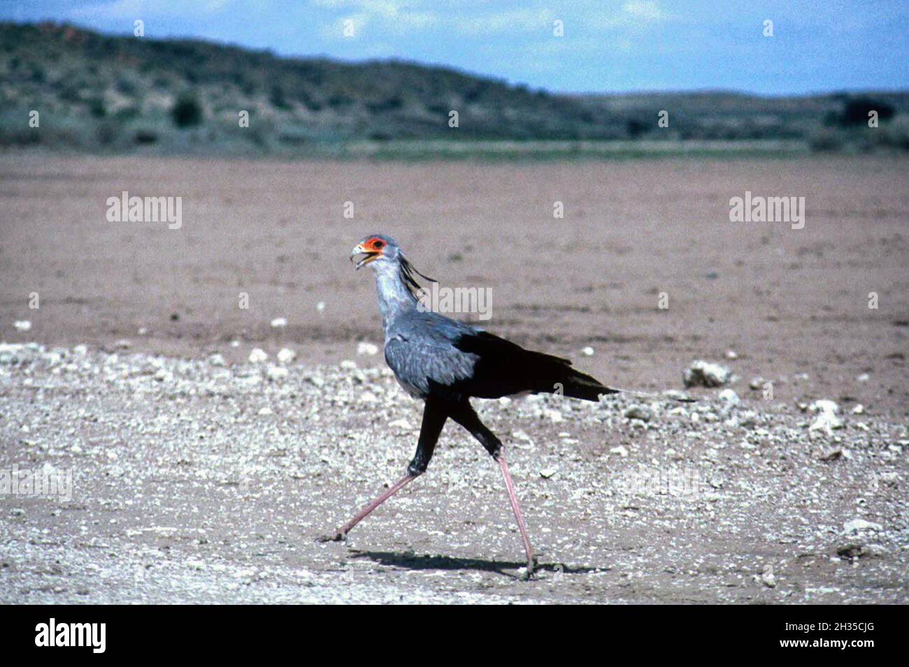 Secretary bird full length hi-res stock photography and images - Alamy