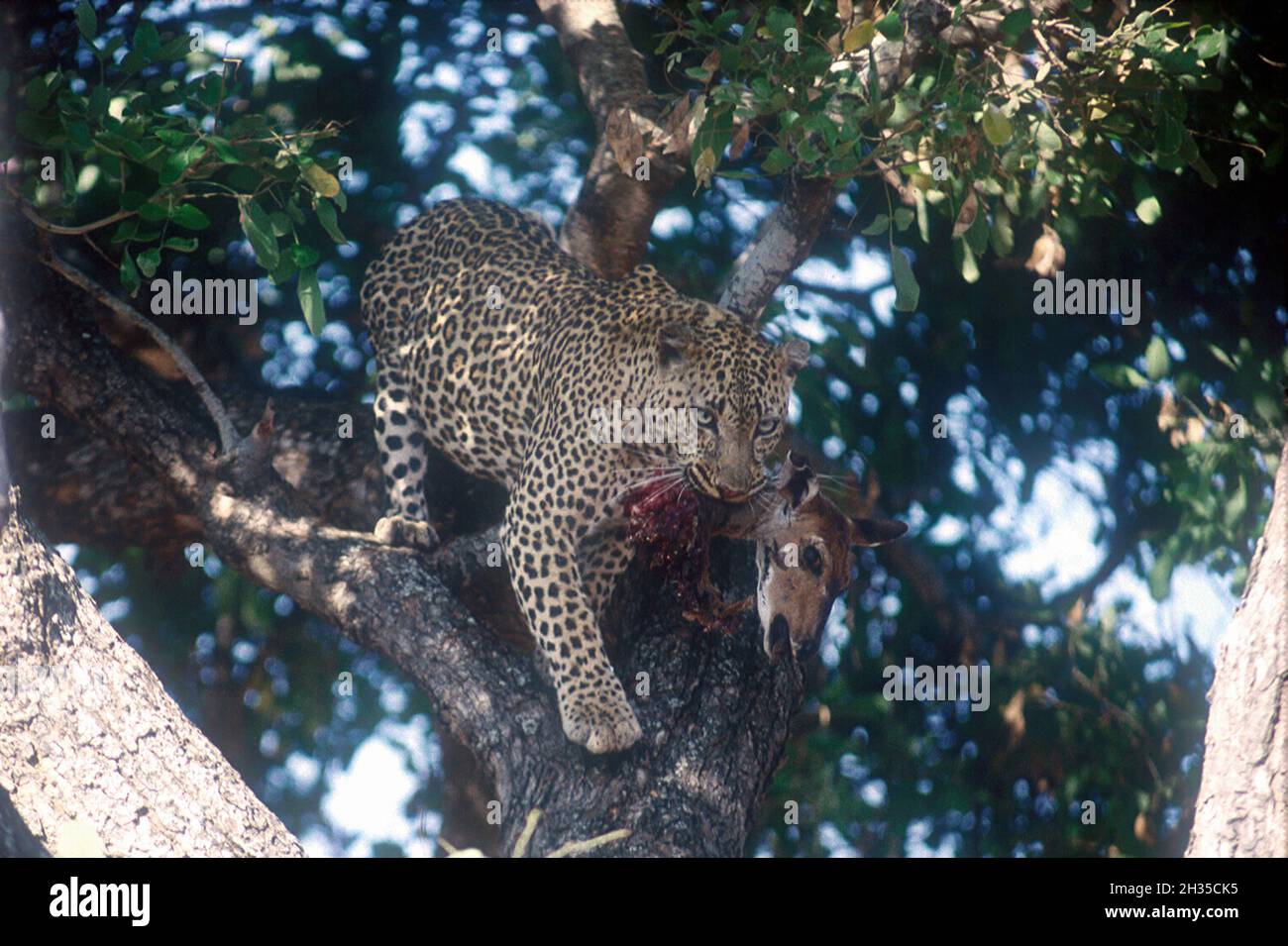 Leopard, Panthera pardus, with head of Bushbuck antelope, Tragelaphus ...