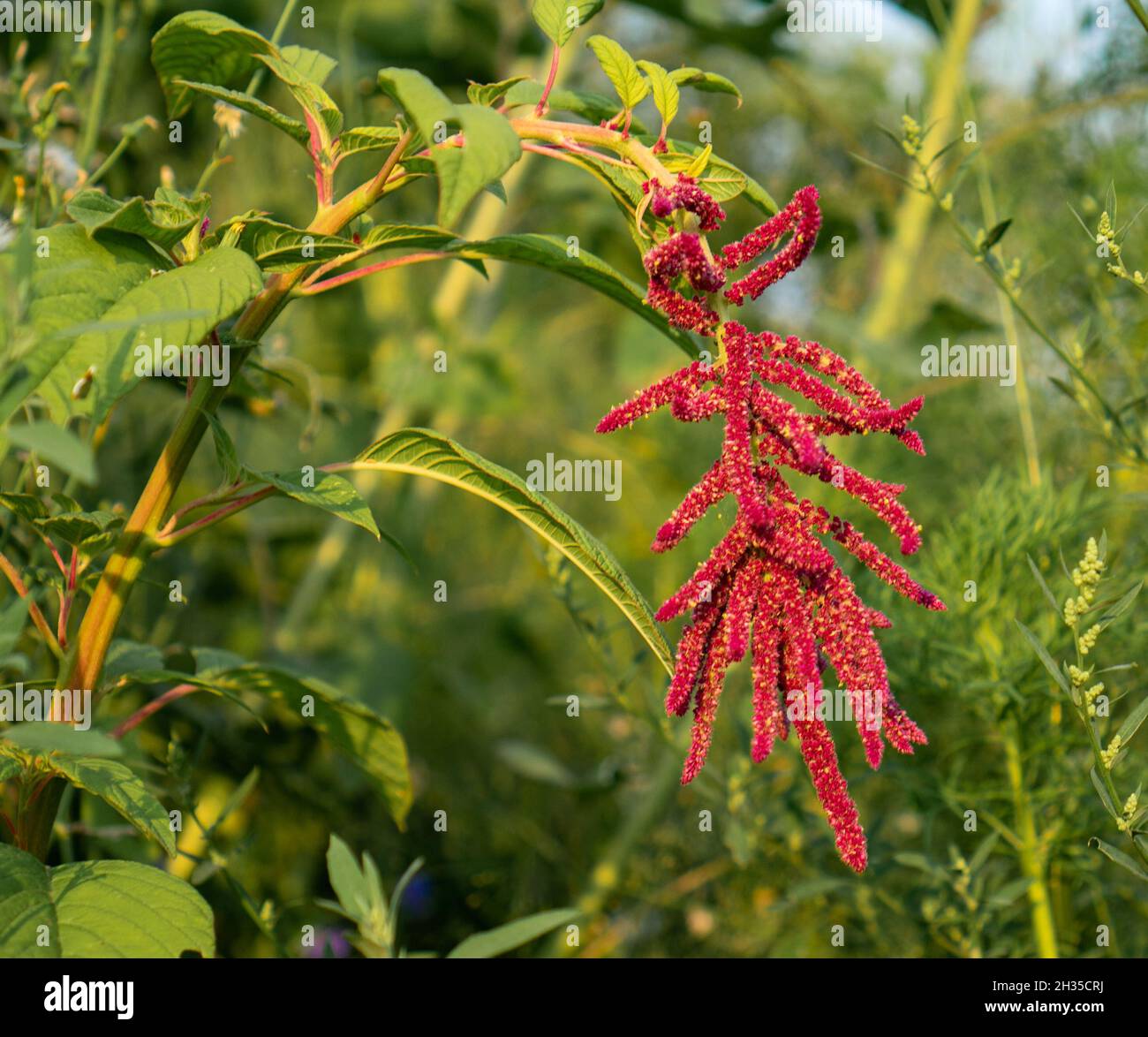 Amaranthus flowers in a garden. Love-lies-bleeding flower Stock Photo ...