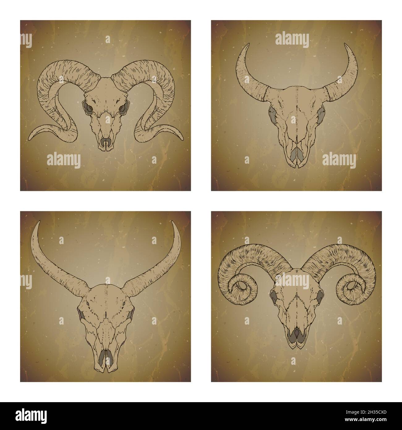 Vector set of four illustrations with hand drawn skulls wild buffalo ...